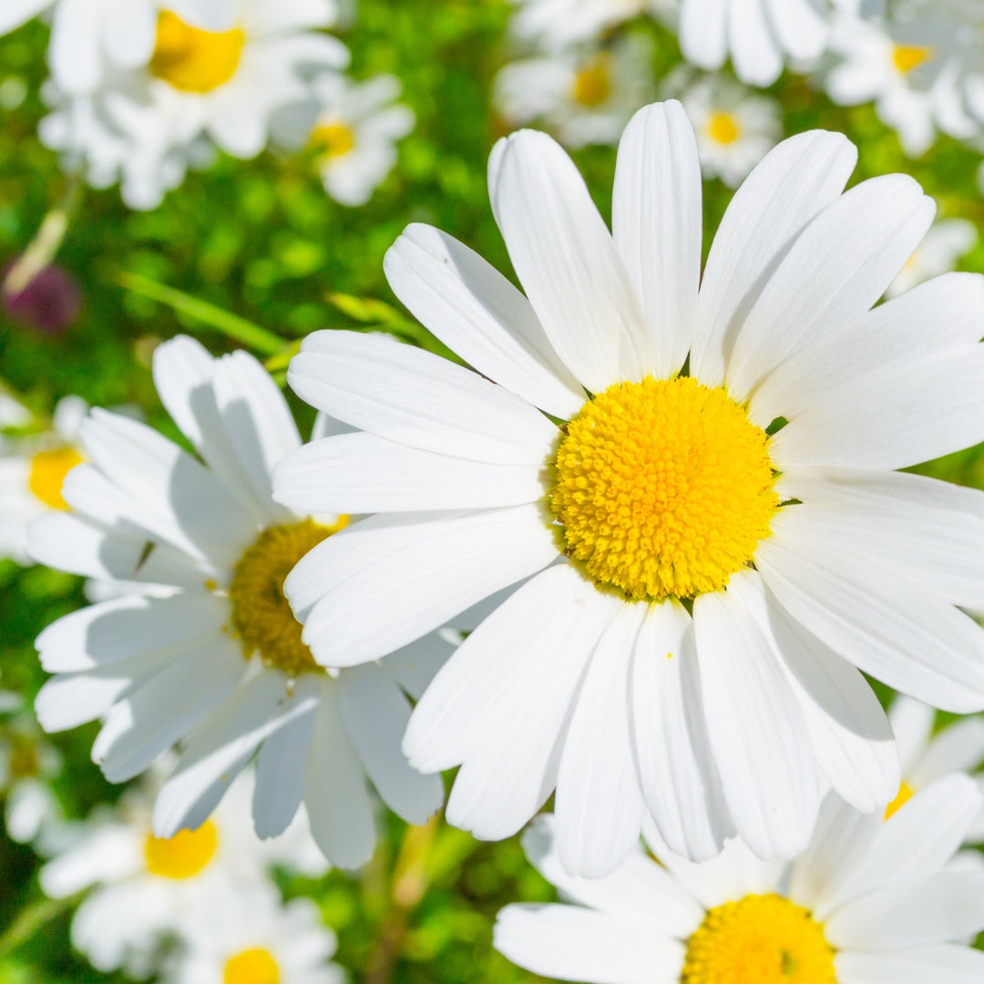 Floral Softies – A Warm Welcome | Love Coming Home